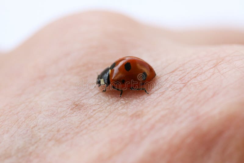 Ladybug Insect Crawling on Personâ€™s Hand. Macro Close Up Image Stock ...