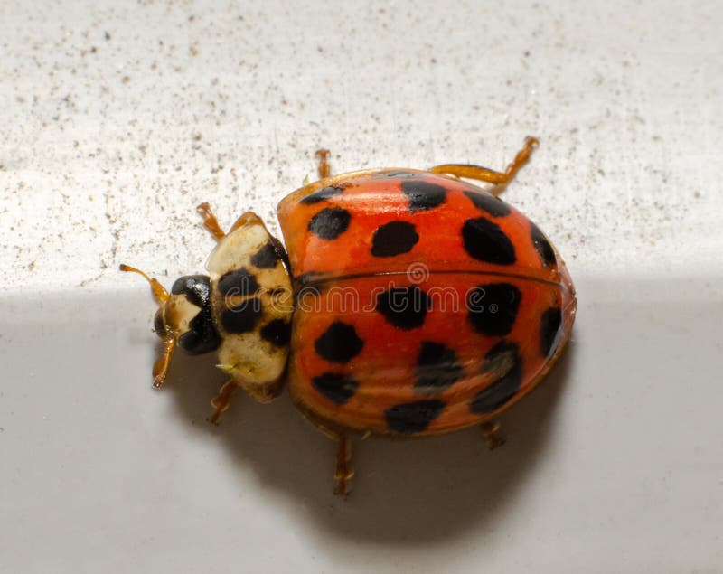 Ladybug Insect in Germany Close Up Stock Photo - Image of predator ...