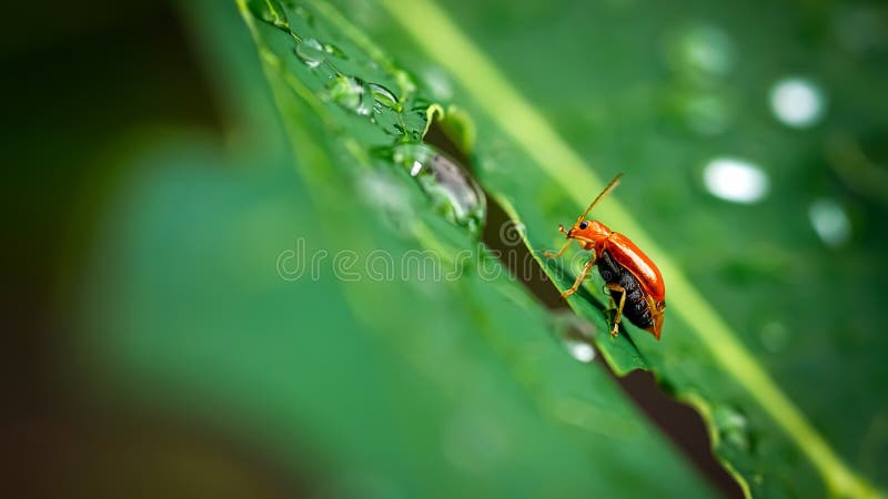 Red Ladybug Insect Sitting on a Leaf Stock Photo - Image of green ...