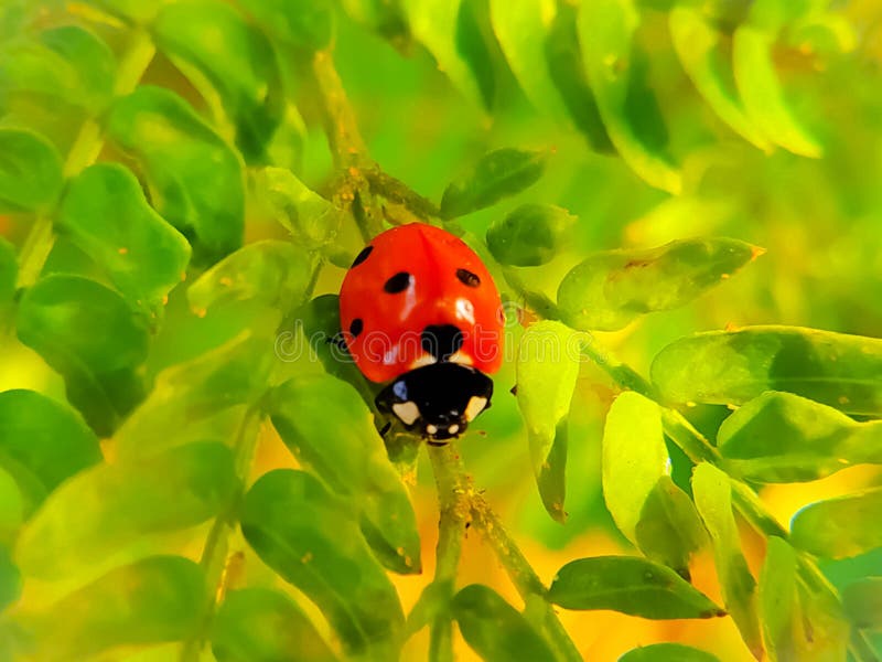 Ladybug Insect on Leaf with Nature Background Stock Image - Image of ...