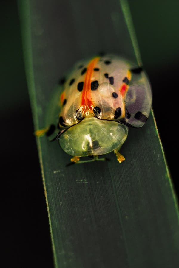 Ladybug Insect Macro Closeup Beetle Stock Image - Image of beetle ...