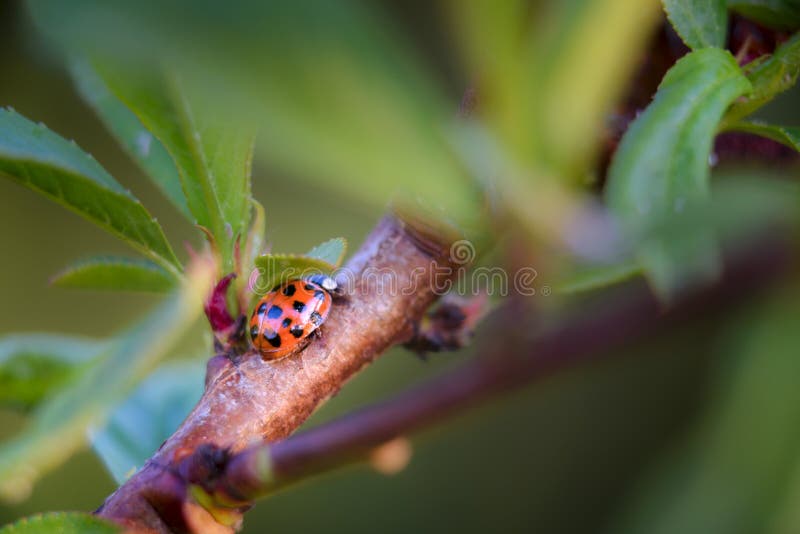 Ladybug Insect on Natural Condition Stock Photo - Image of magnifica ...