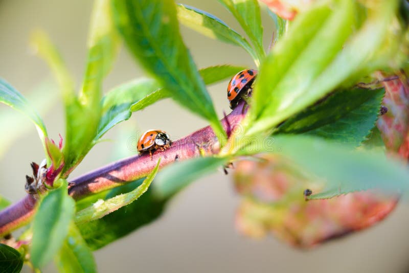 Ladybug Insect on Natural Condition Stock Image - Image of natural ...