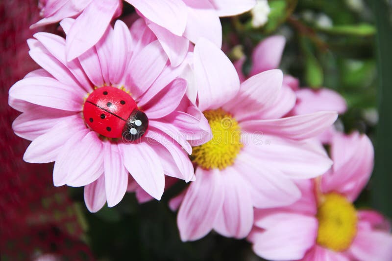 Ladybug Insect, Pink Chrysanthemum Flowers and Green Leaves Stock Photo ...
