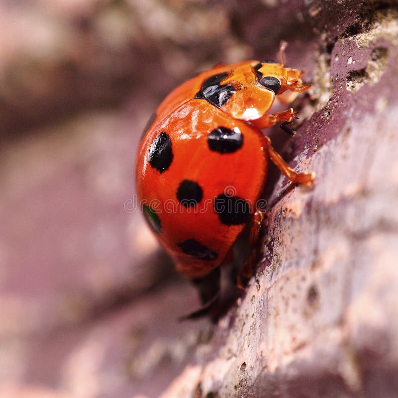 Ladybug stock image. Image of beautiful, beetle, ladybug - 182472161