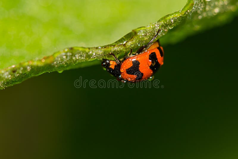 Ladybug stock photo. Image of insectsmacro, macro, ladybug - 83753894