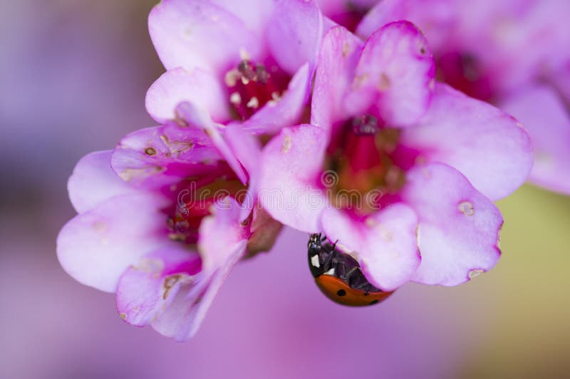 Ladybug Inside Pink Flowers Stock Photo - Image of chow, purebred: 53711844