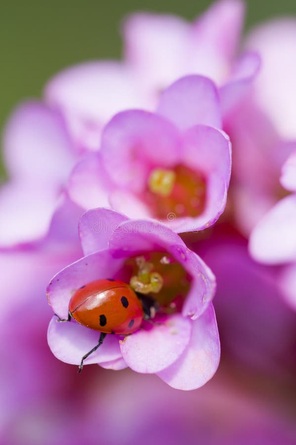 Ladybug Inside Pink Flowers Stock Photos - Free & Royalty-Free Stock ...