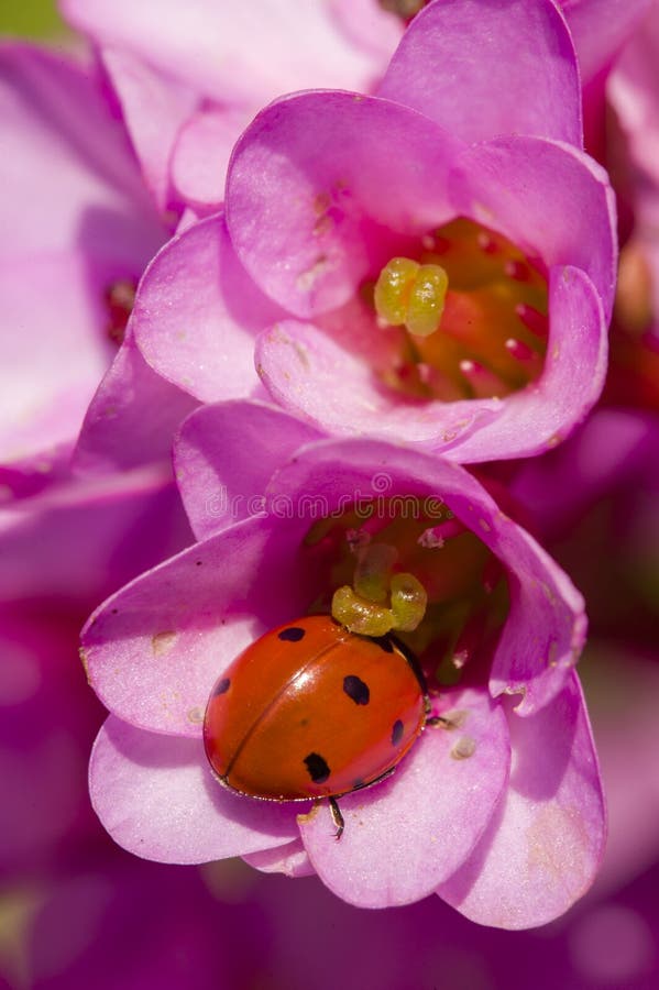 Ladybug Inside Pink Flowers Stock Photo - Image of chow, purebred: 53711844