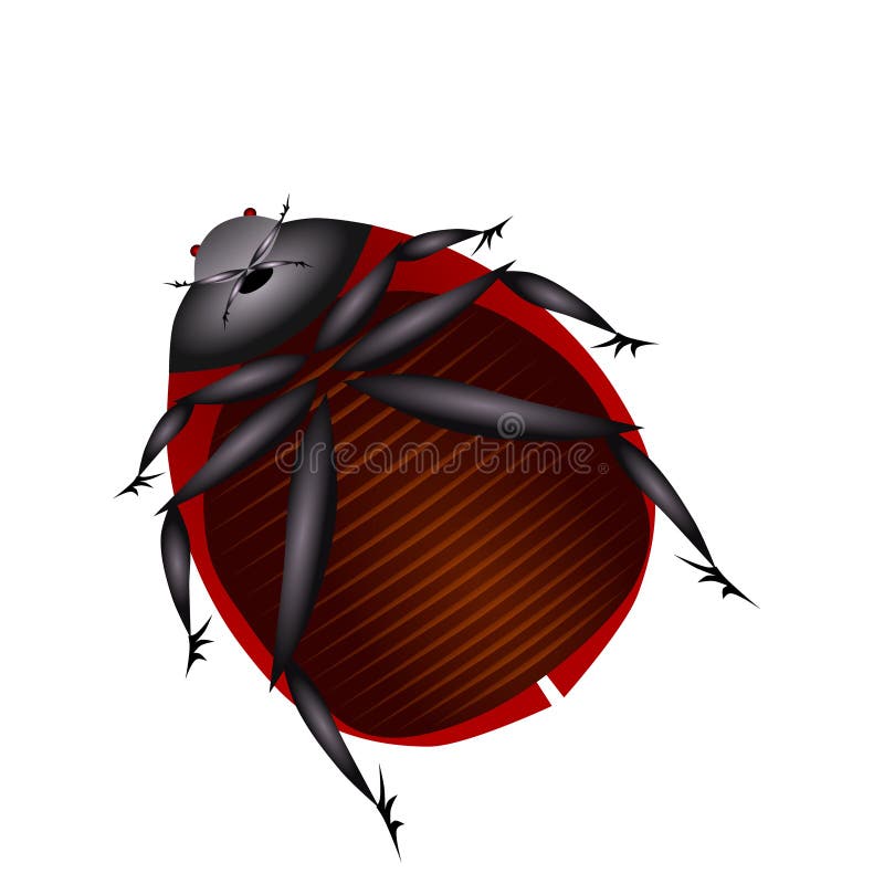 Ladybug Inverted Stock Illustrations – 2 Ladybug Inverted Stock ...