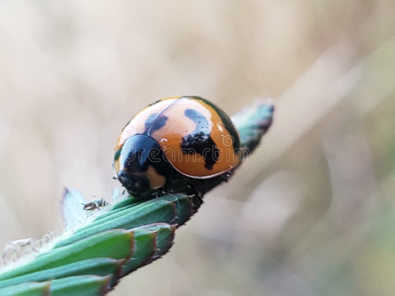 Close-up of a Ladybug Perched on a Green Leaf Stock Photo - Image of ...