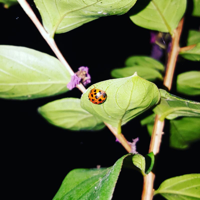 Ladybug stock photo. Image of hanging, ladybug, leave - 103104652
