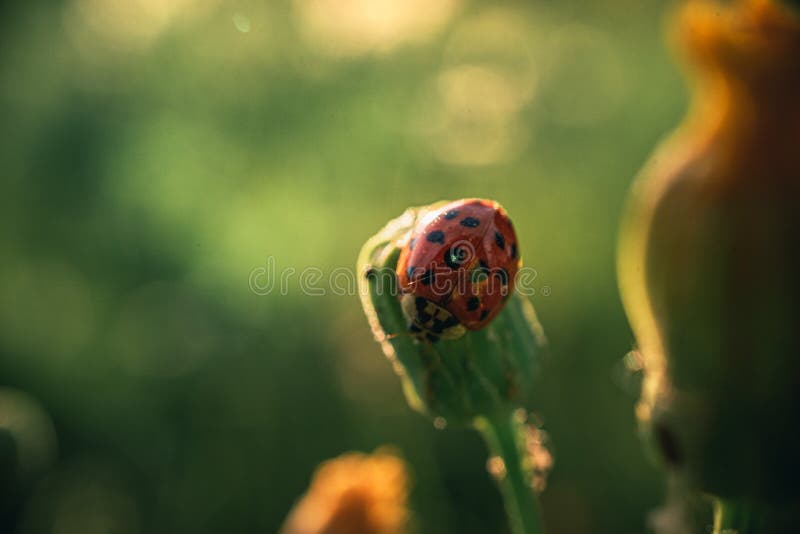 Ladybug stock photo. Image of summer, isolated, macro - 220576750