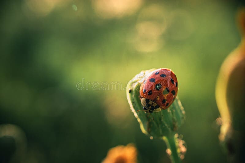 Ladybug stock image. Image of orange, summer, yellow - 220576757