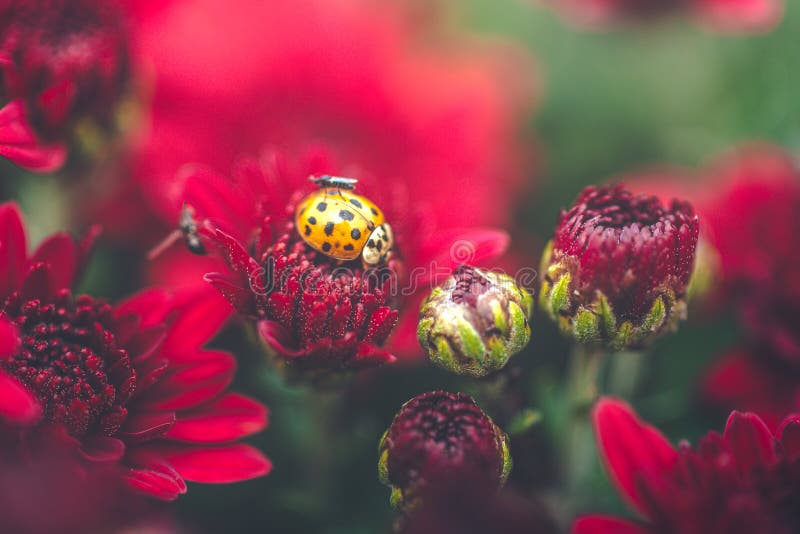 Ladybug stock image. Image of ladybug, macro, summer - 357265001