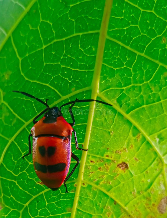 Koksi Beetle on a leaf stock image. Image of green, invertebrate ...