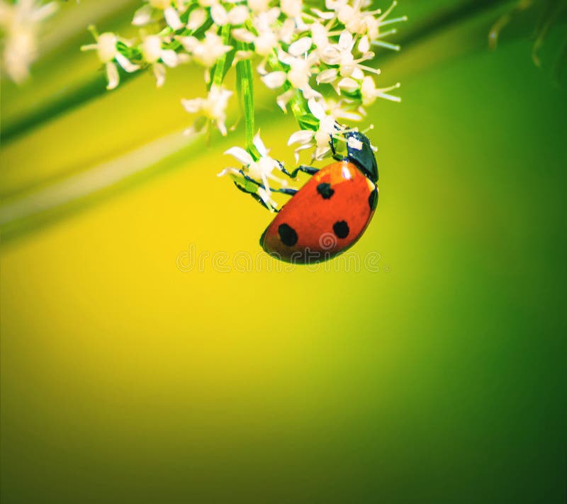 Ladybug stock image. Image of clear, ladybird, insect - 122770521
