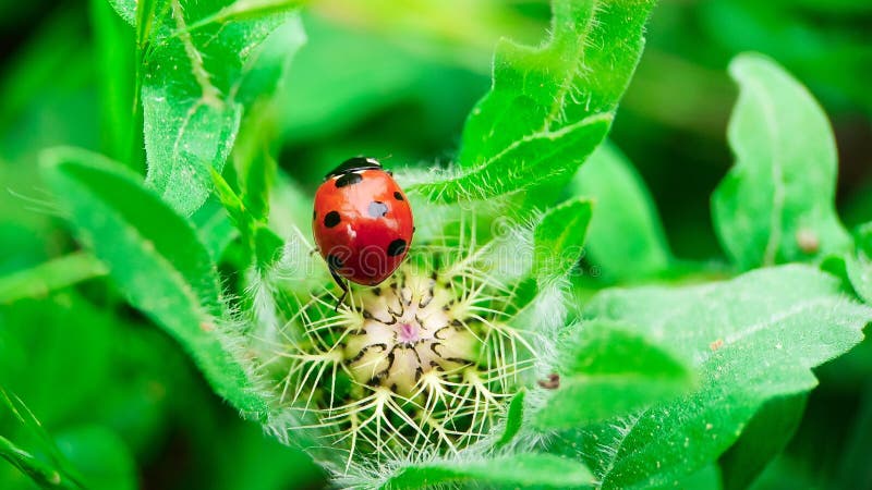 Ladybug on Top. Ladybug Comin on Top Leaf Stock Image - Image of ...