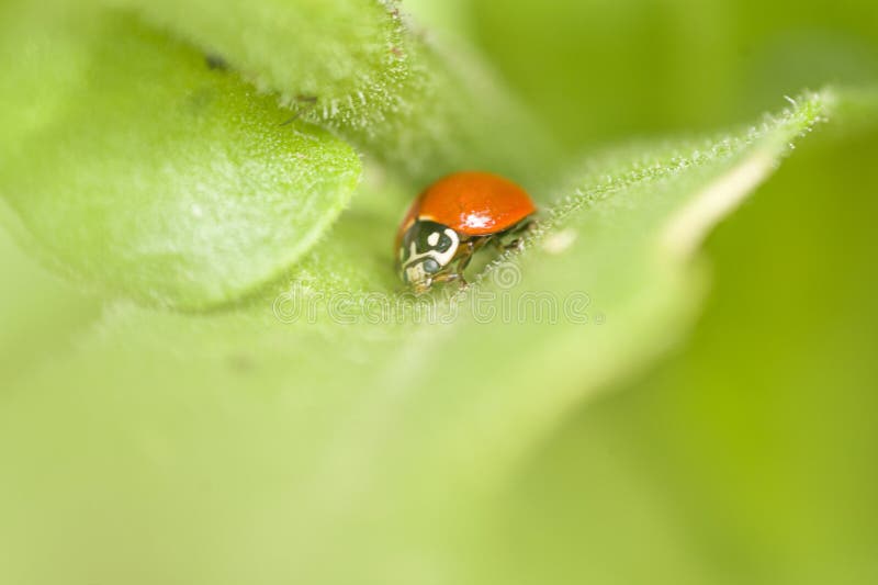 Ladybug , Ladybird , on a Green Leaf , in the Garden Stock Image ...