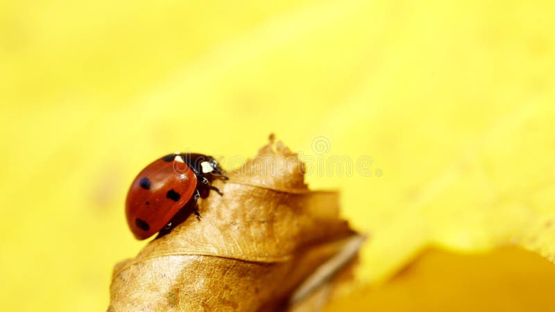 Ladybug Ladybird on Hand Nature Spring Stock Image - Image of bright ...