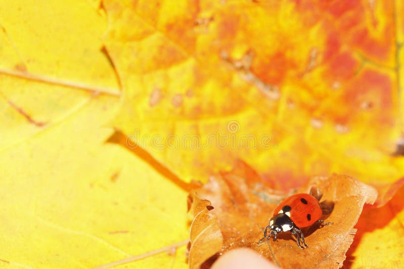 Ladybug Ladybird on Hand Nature Spring Stock Photo - Image of white ...