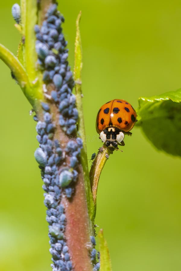 Ladybug or Ladybird Insect Feeding on Aphid Stock Photo - Image of ...