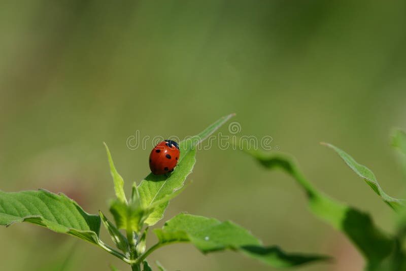 Ladybug or Ladybird on Leaf Stock Photo - Image of pleasant, ladybird ...