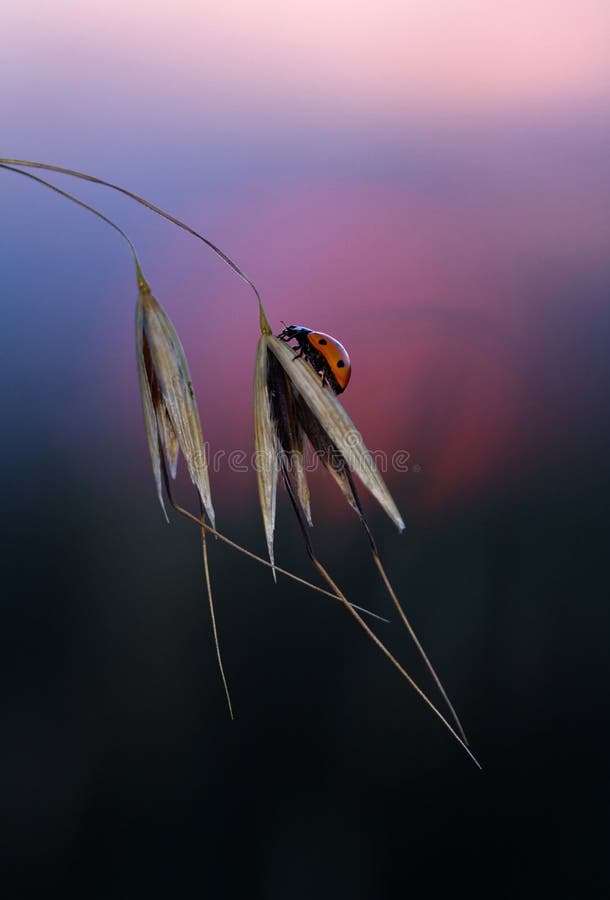 Ladybug stock image. Image of sleep, looking, insect - 94636347