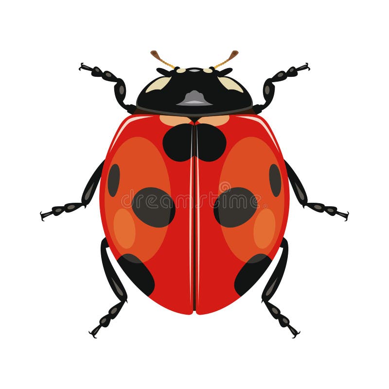 Beetle insect red black stock vector. Illustration of beetle - 14309673