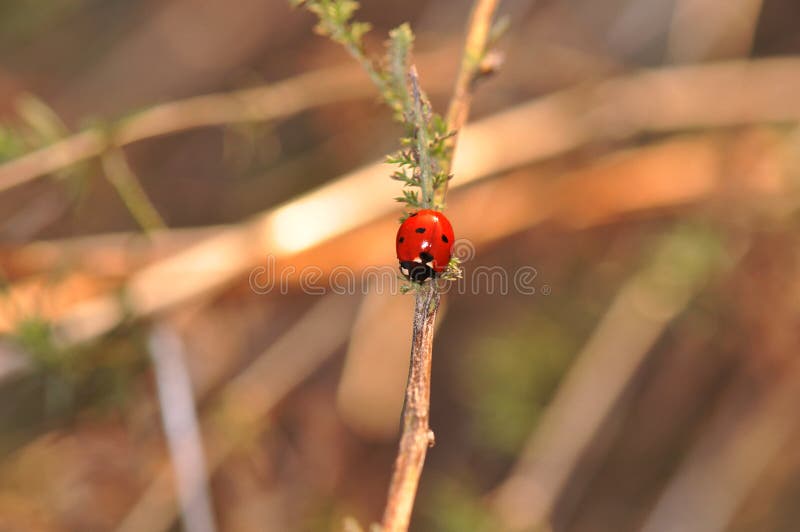 Ladybug stock photo. Image of garden, grass, heaven - 100217862