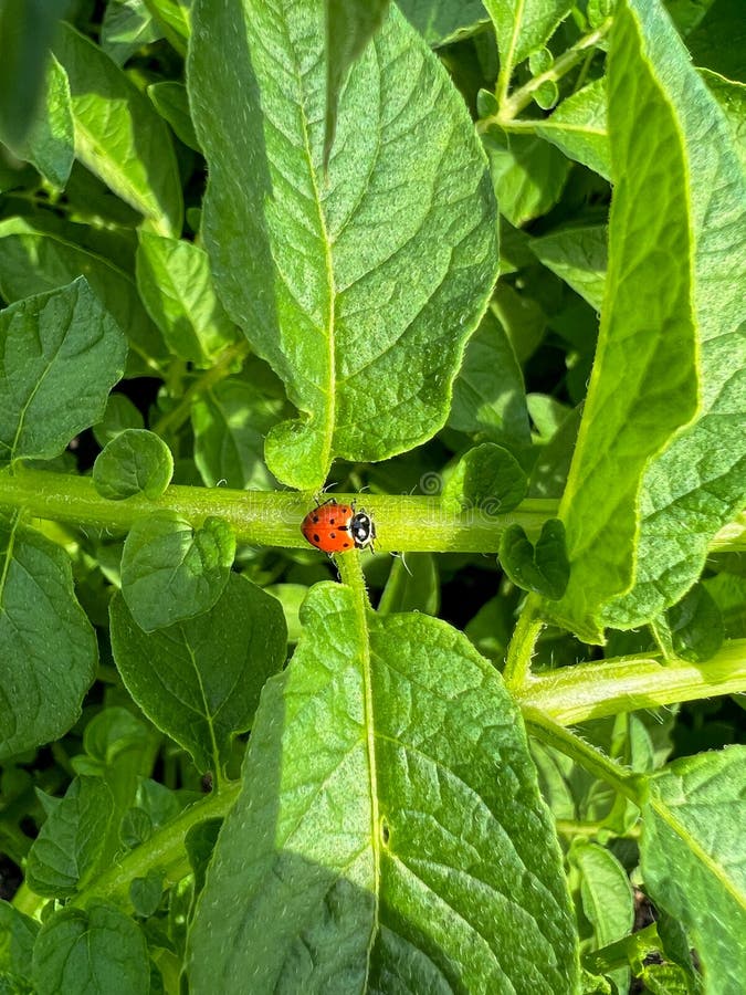 Ladybug stock photo. Image of ladybird, summer, single - 283995384