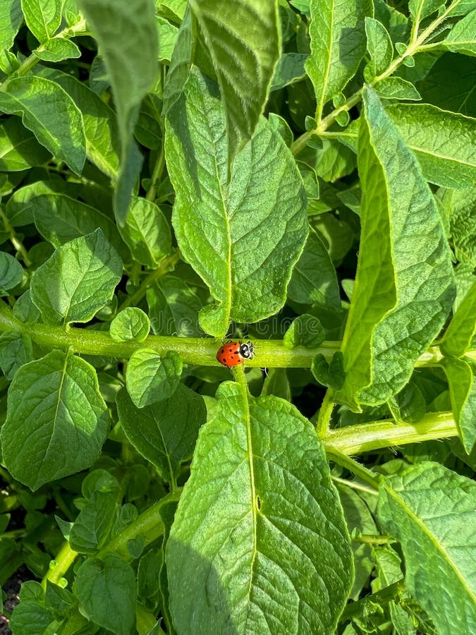 Ladybug stock image. Image of spring, foliage, natural - 283995391