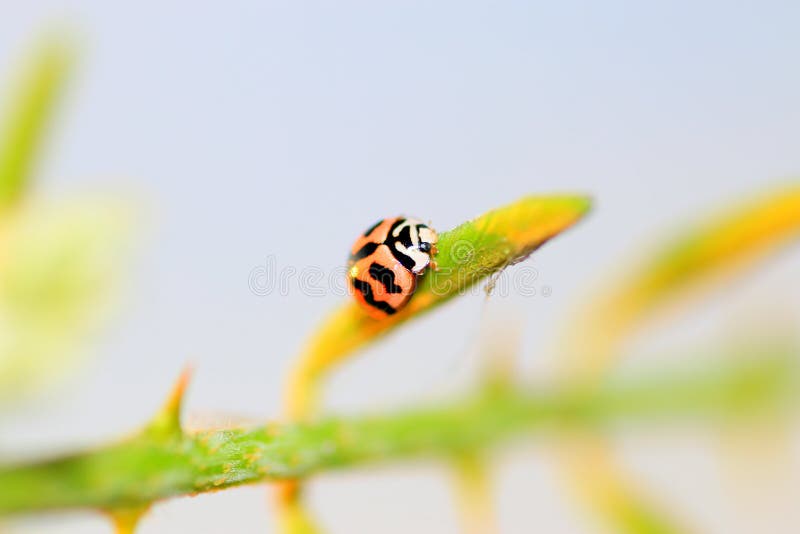 Ladybug stock photo. Image of macro, animal, plants - 101762968