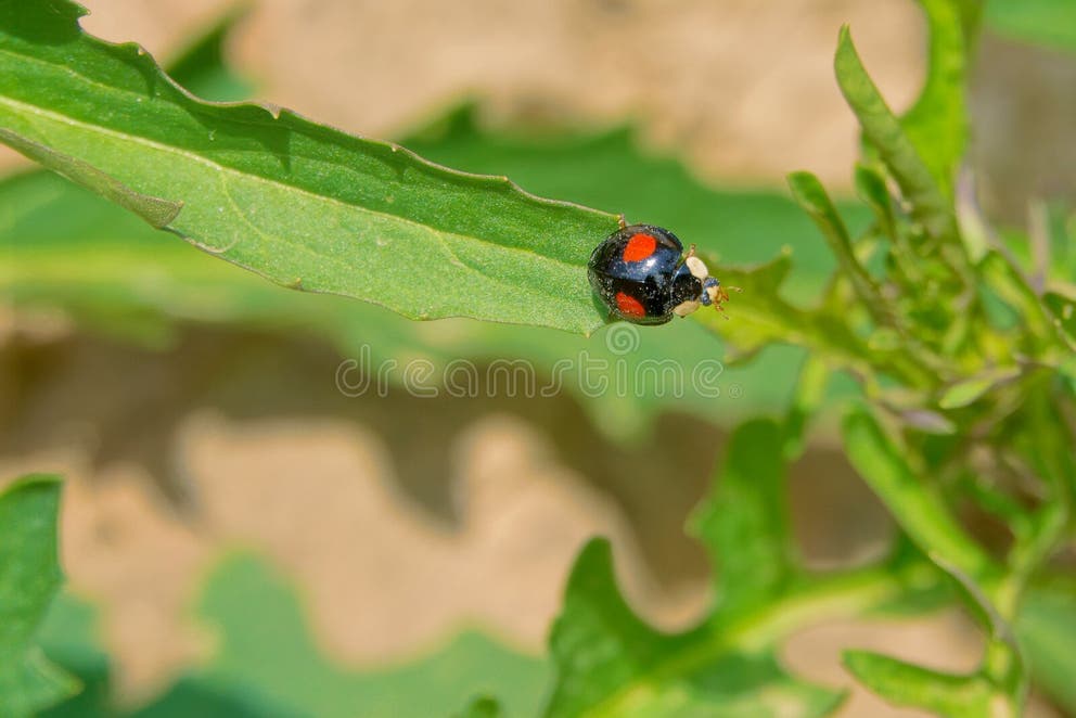 Ladybug stock image. Image of natural, ladybird, nature - 242512611