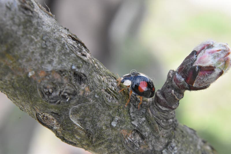 Ladybug stock photo. Image of ladybug, natural, spring - 179150542