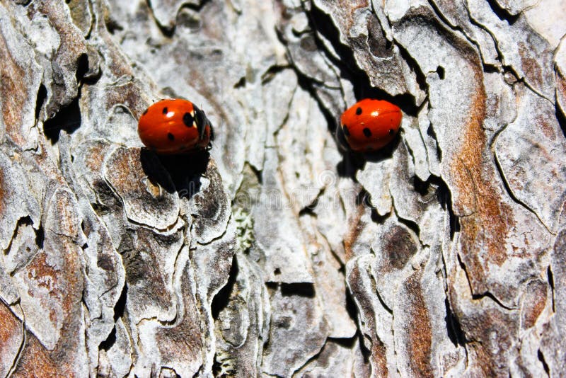 Ladybug stock photo. Image of pairing, insect, tree, ladybug - 85973530