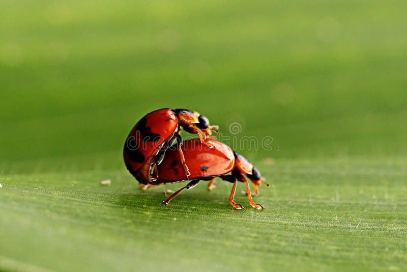 Ladybug stock image. Image of breed, season, ladybugs - 43344495