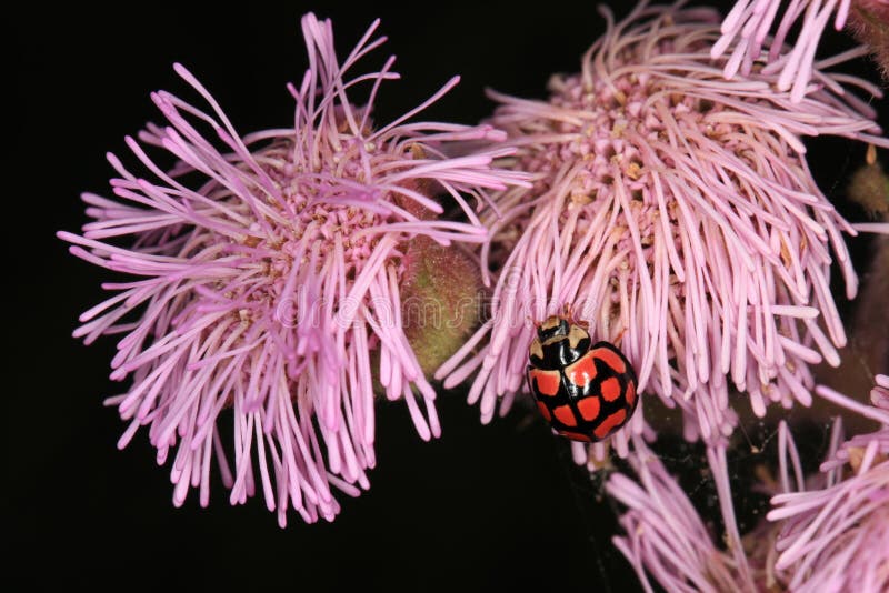 Ladybug stock photo. Image of insect, green, animal, ladybug - 50935362
