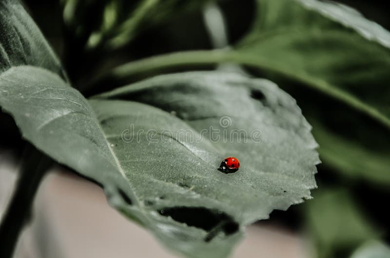 Ladybug on a Large Green Leaf Living in the Nature Stock Photo - Image ...