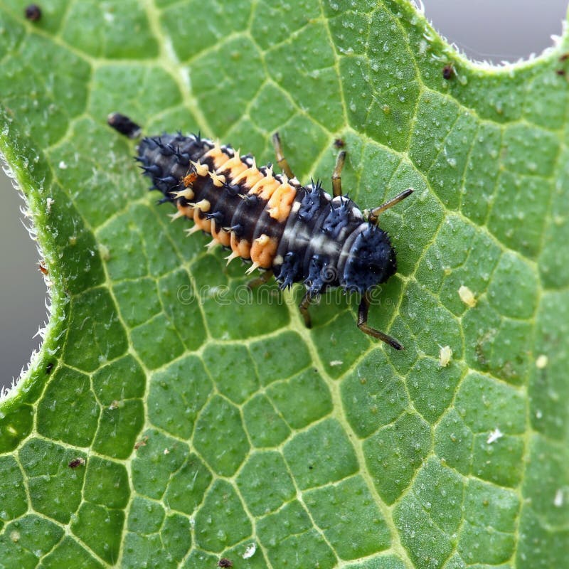 Ladybug larva eating aphid stock photo. Image of pest - 19879210