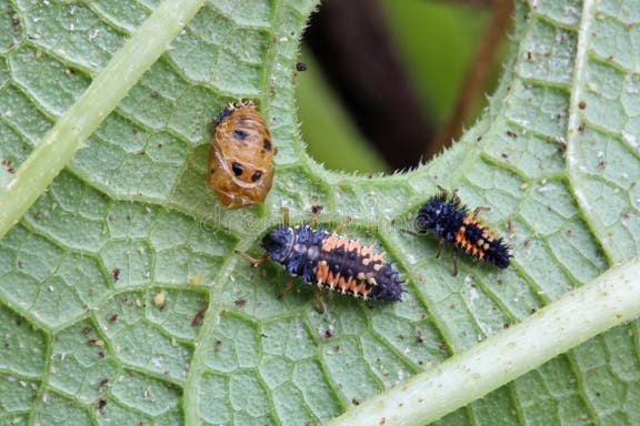 Ladybug Larva stock image. Image of parasite, green, season - 32861297
