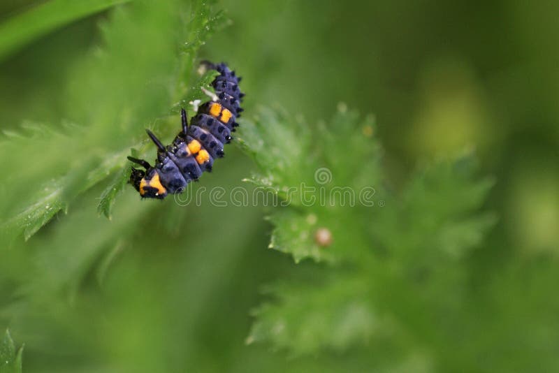 Larva of Grass Demon Skippers Stock Image - Image of green, caterpillar ...