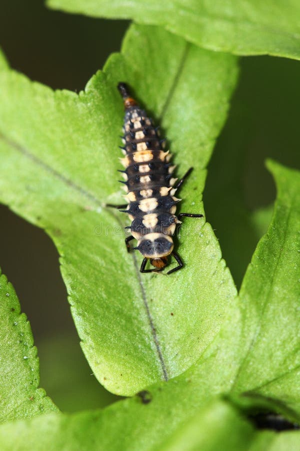 Ladybug larva, Ladybug larva on green