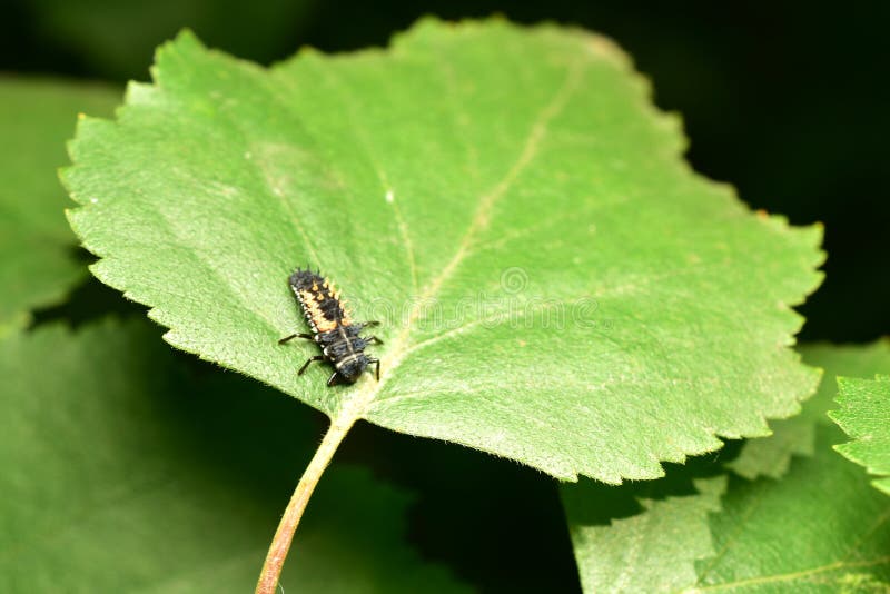Ladybug larva, top view. stock photo. Image of larvae - 386084172