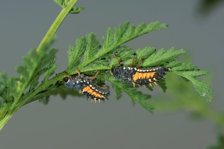 1,227 Ladybug Larva Stock Photos - Free & Royalty-Free Stock Photos ...