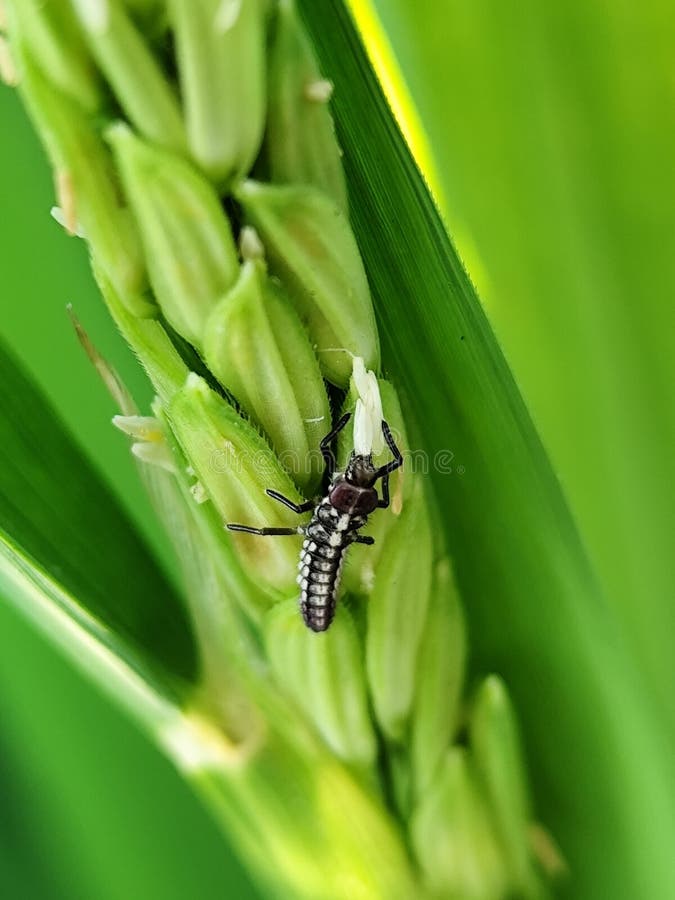 Ladybug Larvae are Enjoying Young Rice for Their Body Growth Stock ...