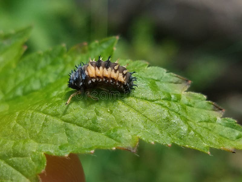 Ladybug Larvae Resting on a Plant Leaf Stock Photo - Image of larvae ...