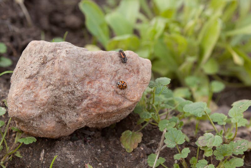 Ladybugs Larvae, Coccinellidae, Arthropoda, Coleoptera, Cucujiformia ...