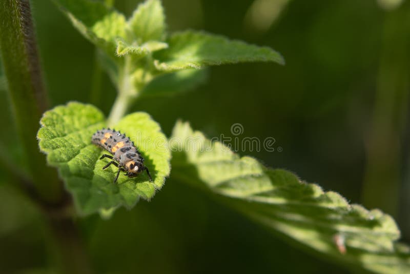 Ladybug Larvae. Second Stage Stock Image - Image of cycle, living ...