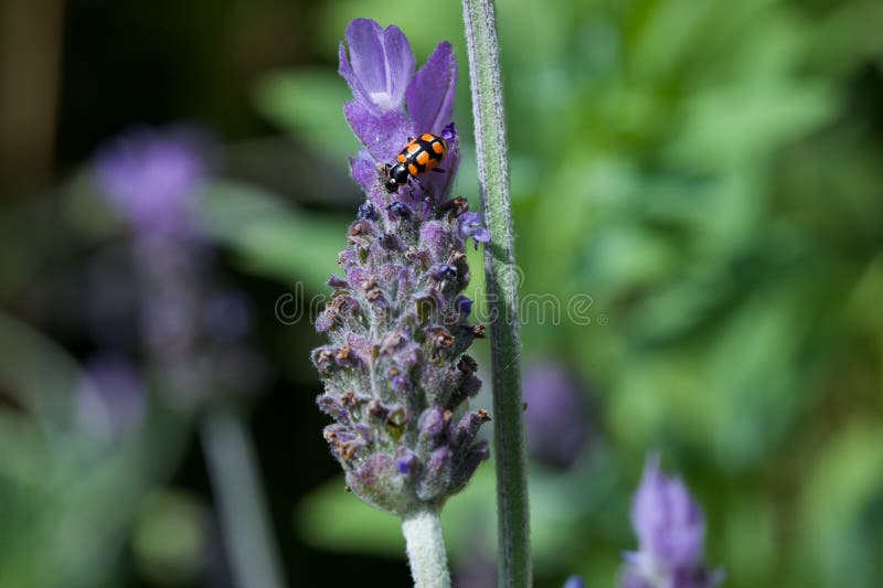 Ladybug on Lavender Flowers on Sunny Spring Day Stock Image - Image of ...